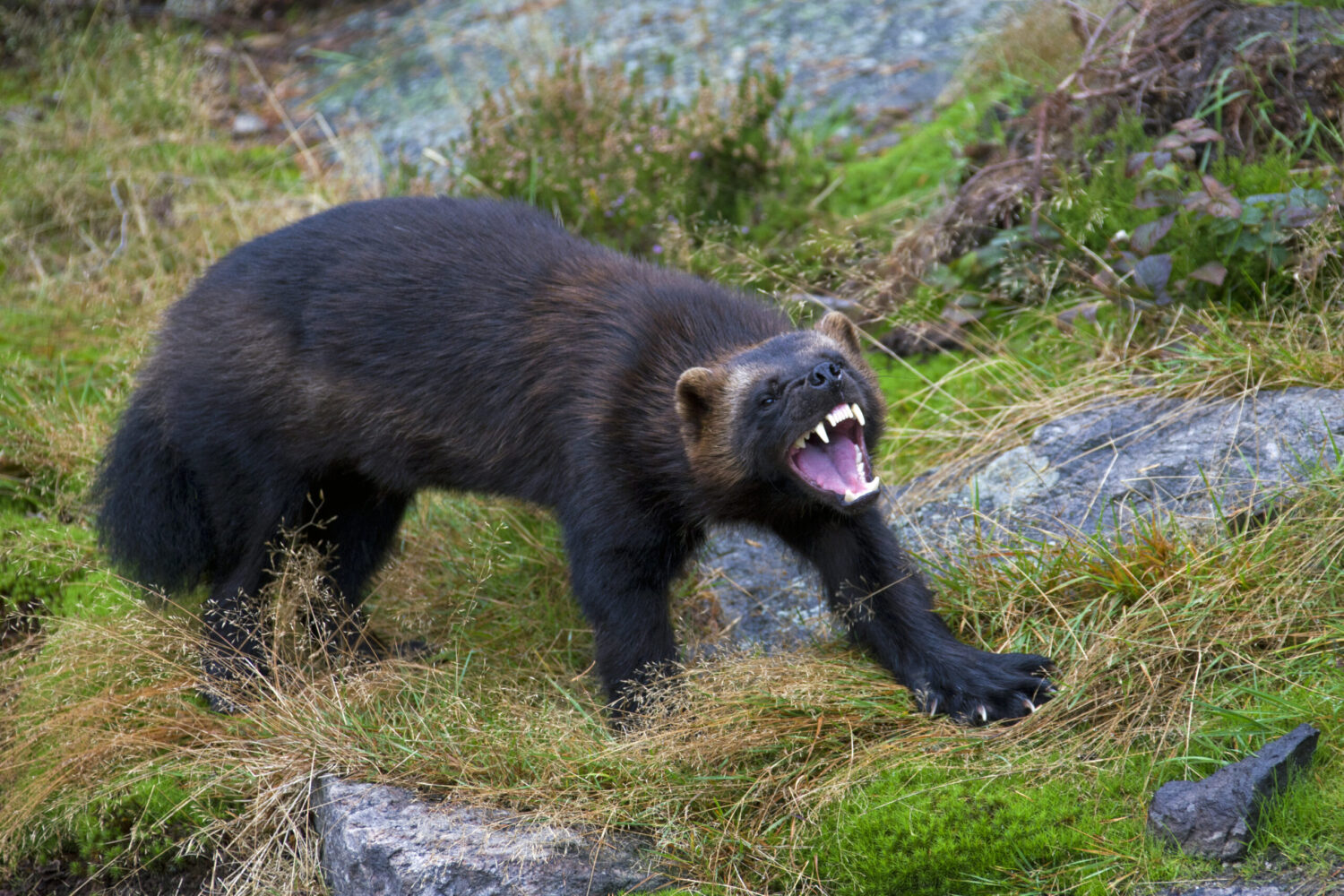 It's official, wolverines will be reintroduced in Colorado