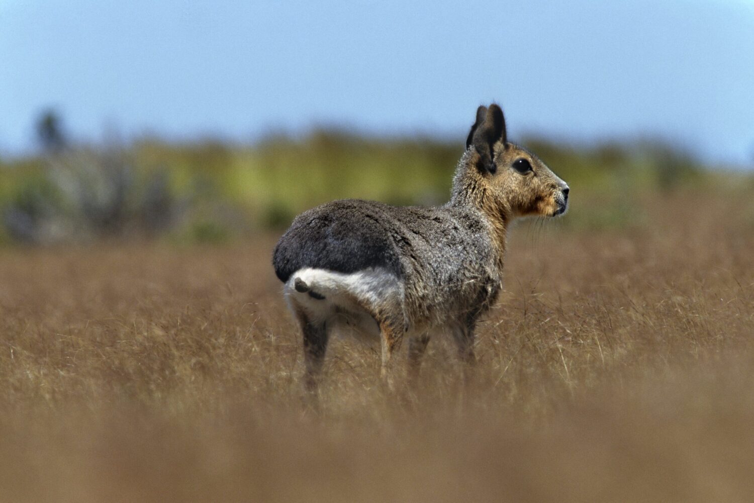 Why was an animal native only to South America wandering around a ...